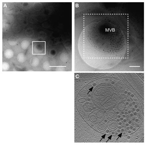 Virus Egress From Infected Insect Cells Cryo Electron Microscopy Download Scientific Diagram