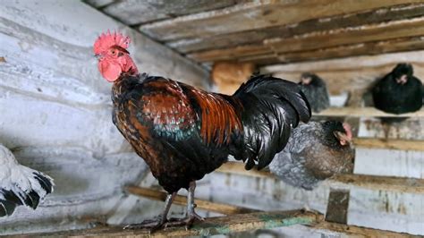 СКІЛЬКИ ПІВНІВ ПОТРІБНО НА КУРОЧОК ЩОБ МАТИ КУРЧАТ? ДОМАШНІ КУРИ І ...