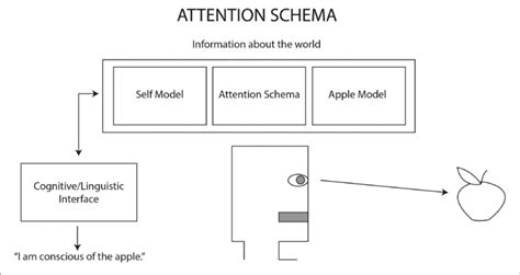 Adapted From Graziano 2019 P 174 The Attention Schema