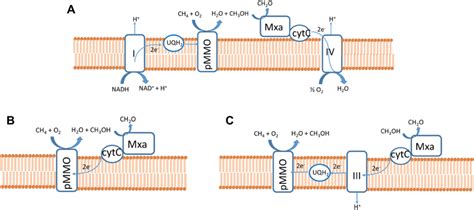 Schematic Of The Three Theories That Account For The Methane Oxidation Download Scientific
