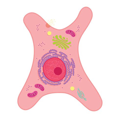 A Fibroblast Is A Type Of Biological Cell 20469157 Vector Art At Vecteezy