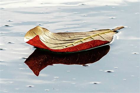 Red Leaf Boat 2 Photograph By Rick Reiling Fine Art America