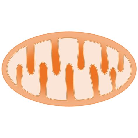 线粒体（mitochondrion） 思斐迩3d科学模型素材库
