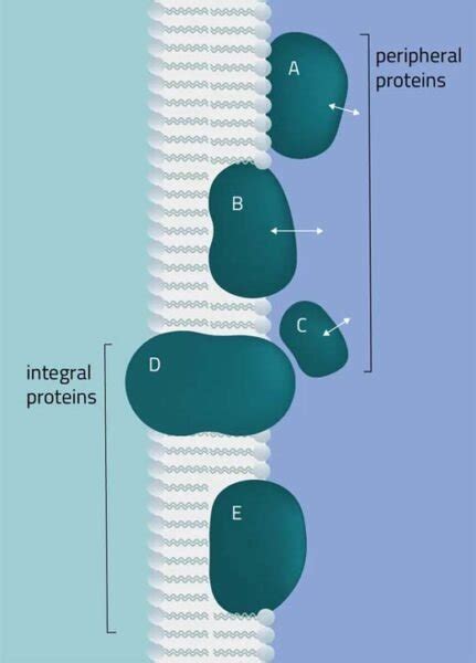 Proteinas De Membranas Cidsa