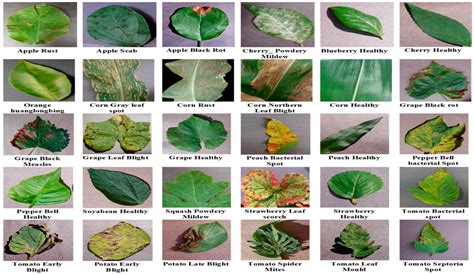 GitHub HimanshuPyakurel Plant Disease Detection Predict Plant Disease Based On Leaf Image