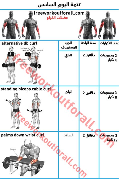 جدول تمارين كمال الاجسام 5 ايام لتضخيم Pdf 2024