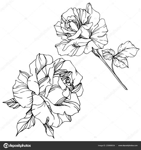 Beautiful Vector Rose Flowers Isolated White Background Black White