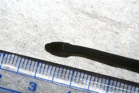 ヘビの干物 Miracle Nature世界自然遺産の島、奄美大島