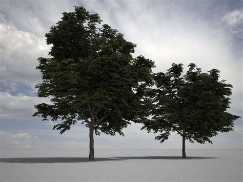 02 11 Tree Testrender  Ronen Bekerman 3d Architectural