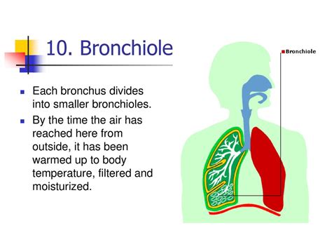 Respiratory System Parts And Functions Ppt Download