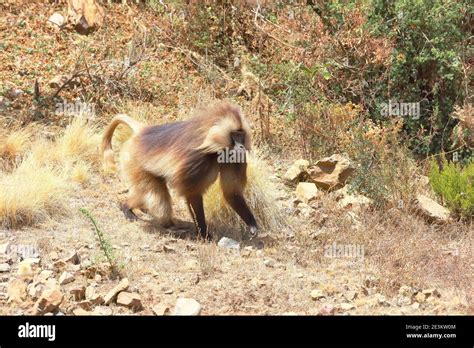 An Adult Male Gelada Monkey Runs Through The Arid Grassland Of Simien