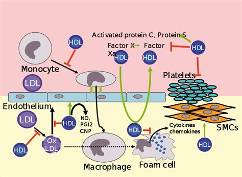 Difference Between Hdl And Ldl Cholesterol Compare The Difference Between Similar Terms