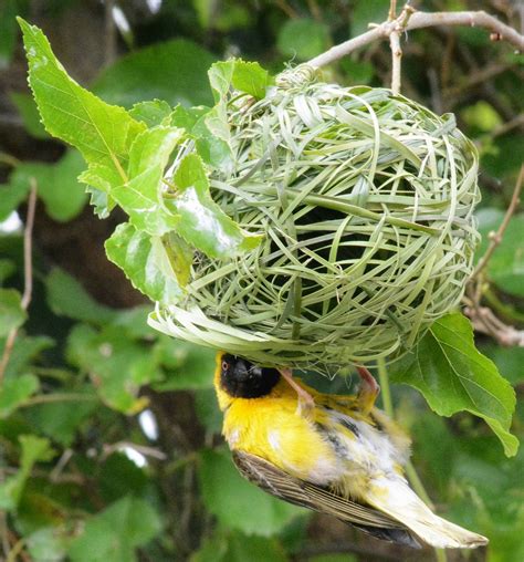 Bird Nest Nature Free Photo On Pixabay Pixabay