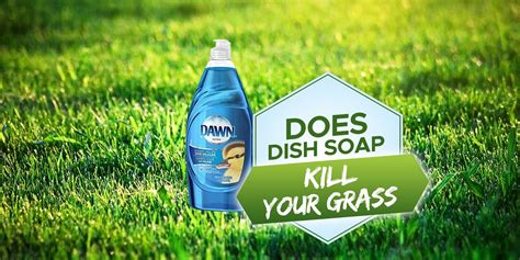 Dawn Dish Soap Kill Grass At James Madrigal Blog