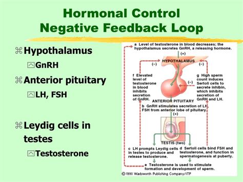 Ppt Human Reproduction And Development Powerpoint Presentation Free