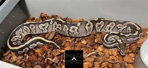 Sapphire Phantom Ball Python By Mad Mac Pythons Llc Morphmarket Sapphire Phantom Ball Python By Mad Mac Pythons Llc Morphmarket