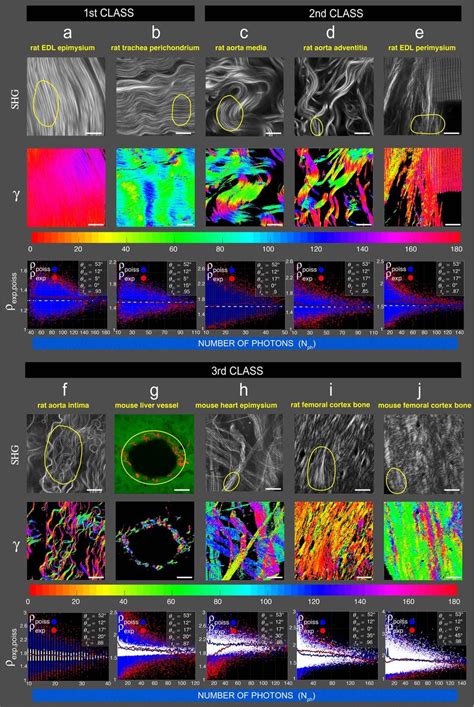 Classification Of Different Collagen Rich Tissues Based On P Shg Download Scientific Diagram
