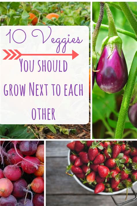 What Vegetables Should Not Be Planted Next To Each Other News