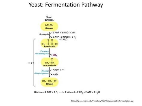 Ppt Yeast Fermentation Pathway Powerpoint Presentation Free Download Id 773365