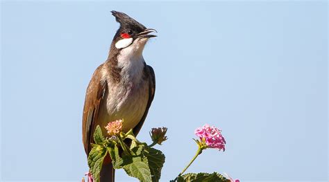 Red Whiskered Bulbul Birdlife Australia