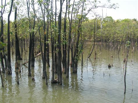 Pesca Saga Esportiva Tucunarés E Aruanãs De Goiás Ii