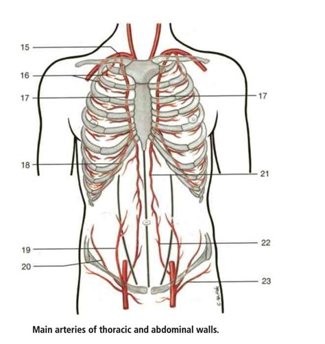 Arteries Of Thoracic Abdominal Wall Diagram Quizlet