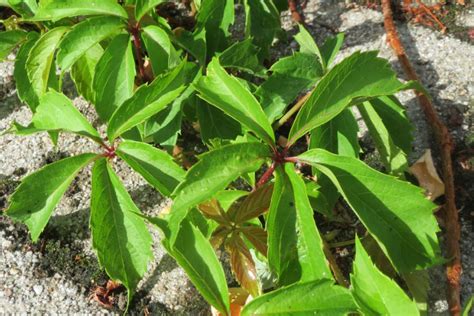 Parthenocissus Quinquefolia O Parra De Virginia Cuidados Esquejes Y