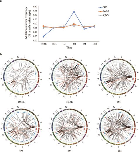 杂合子 Brca1 突变在胚胎阶段引发小鼠基因组不稳定性 Oncogenesis X Mol