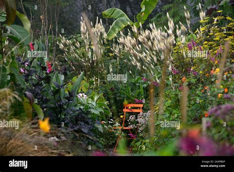 Actaea Cordifolia Blickfangdahliaastrantiamixed Planting Scheme