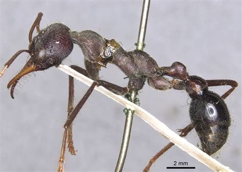 Myrmecia Simillima Antwiki