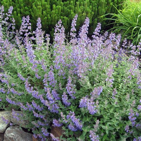 Walkers Low Catmint Texas At Tasha Hyman Blog