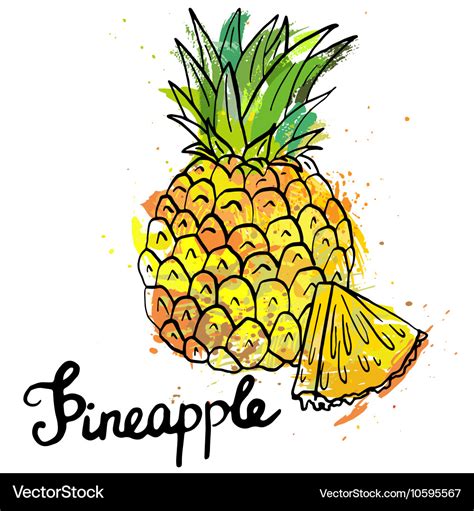 Hand Drawn Pineapple Royalty Free Vector Image