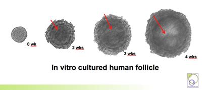 LAB COURSE INVESTIGATIONAL TECHNIQUES The Oncofertility Consortium