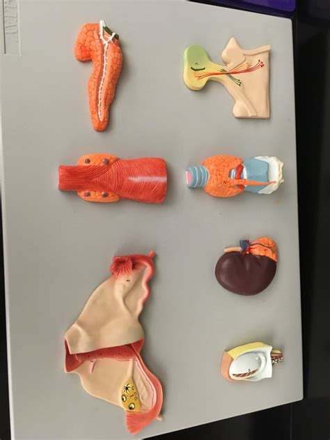 Endocrine System Iii Diagram Quizlet
