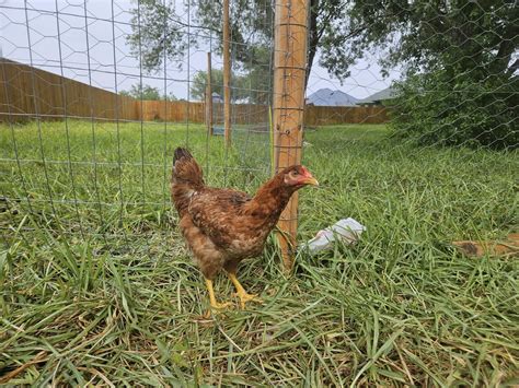 Help Iding This Chicken Rbackyardchickens