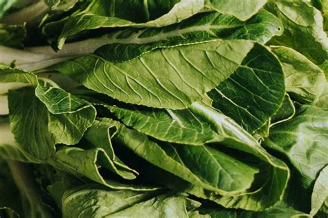 How To Grow Organic Pechay Gardenia Organic