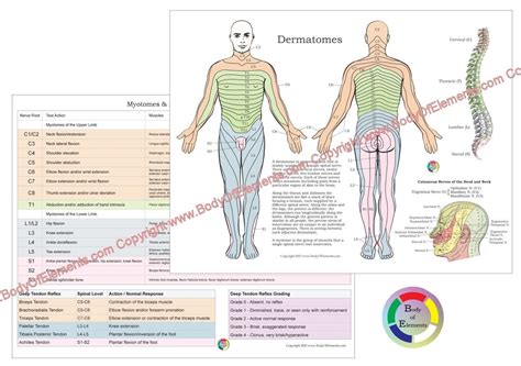 Lumbar Dermatomes Netter
