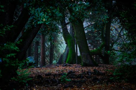 Active Directory Forest