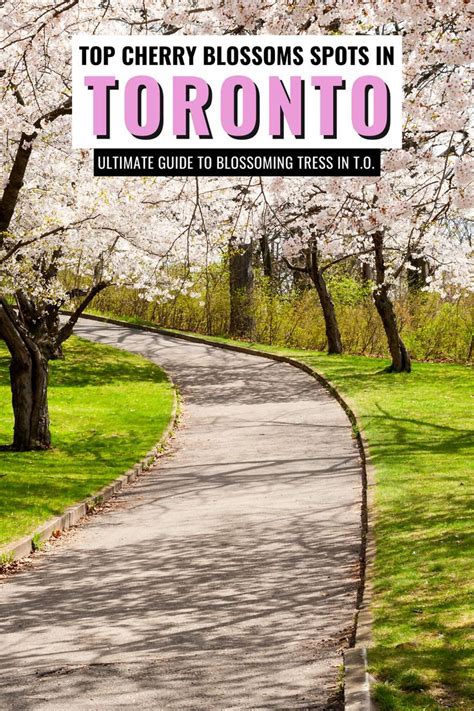 10 Places To See Cherry Blossoms In Toronto Artofit