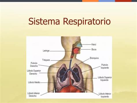 Ppt Anatom A Del Aparato Respiratorio Powerpoint Presentation Free