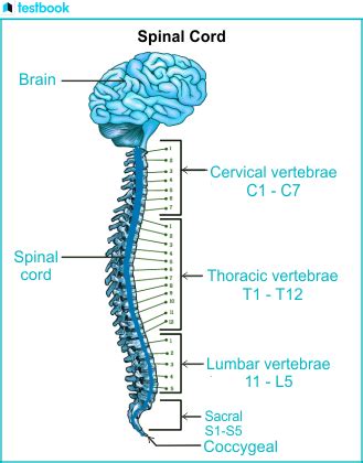 Understanding The Spinal Cord Anatomy Structure Functions And More