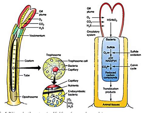 Giant Tube Worm Diagram