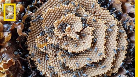 See The Unique Spiral Hives Of The Australian Stingless Bee