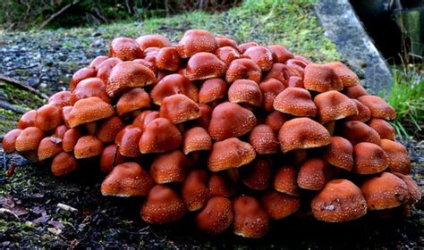 Brick Cap Mushroom Premium Liquid Culture Syringe Premium Mycelium