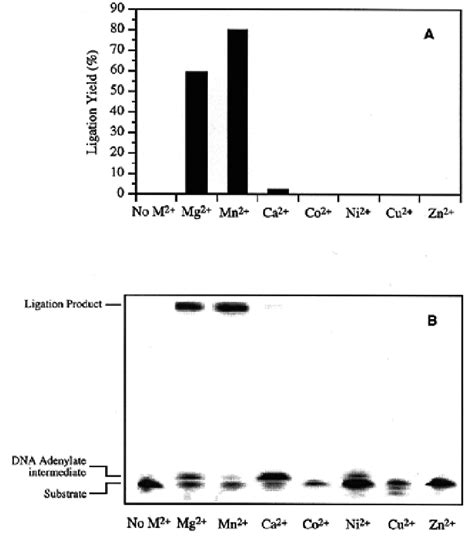 Divalent Cation Dependence Of Aae Ligase Activity A Ligation