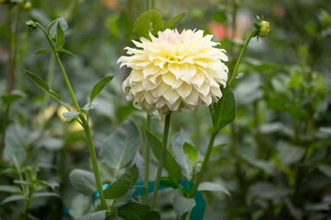 Westerton Lilian Under The Sun Flower Company