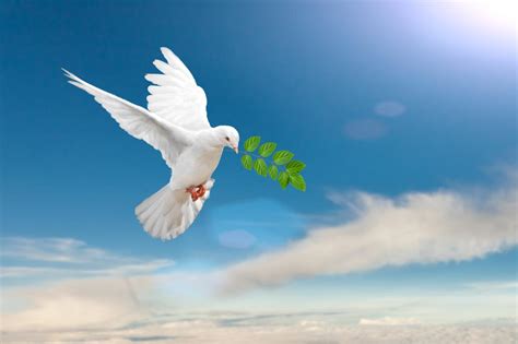 1º de janeiro é o Dia Mundial da Paz Semanário ZN
