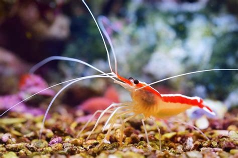 Types Of Crustaceans To Know