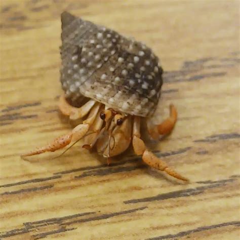 Do Fiddler Crabs Molt R Crab