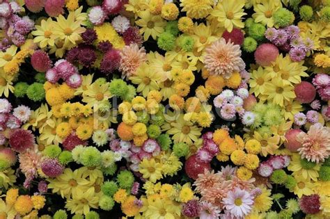 菊 No 25276650写真素材なら写真AC無料フリーダウンロードOK
